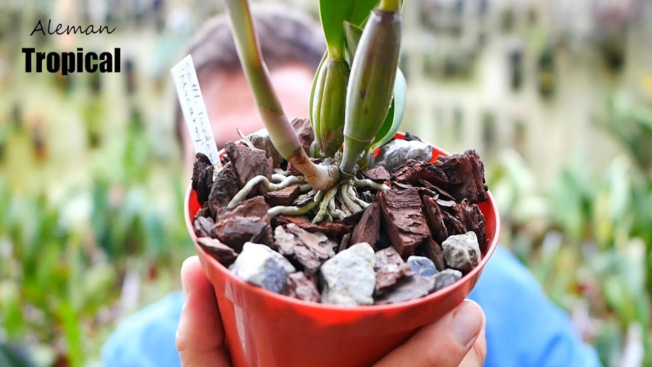 Das perfekte Substrat - Orchideen Wissen von A bis Z. - YouTube