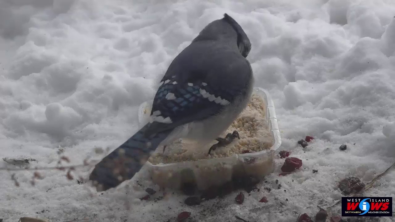 Mad Blue Jay at The Feeder - YouTube