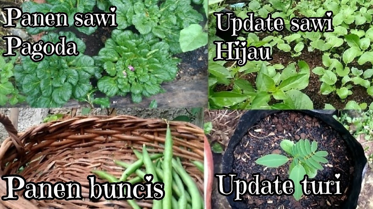PANEN SAYUR BUNCIS DAN SAYUR PAGODA||UPDATE BEBERAPA SAYURAN #berkebun ...