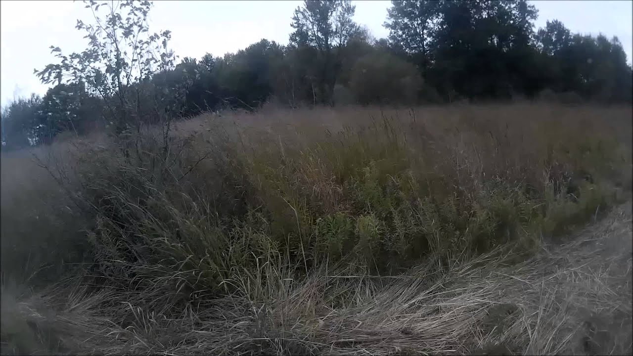 October 3, 2015 my 3 dogs Pheasant hunting @ Haymarsh Hunt Club - YouTube