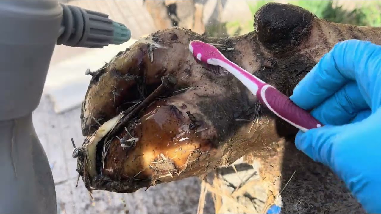 "CRAZY Severe Deep Hoof Crack in a Cow – Why You Shouldn’t Remove It ...