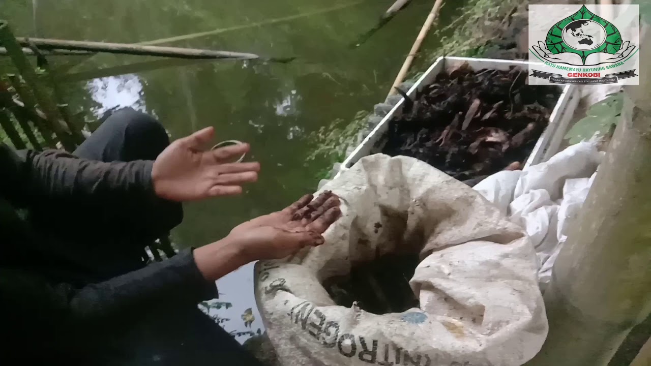 Mengintip Budidaya MAGGOT BSF. TEKNIK MUDAH ternak maggot BSF mengurai ...