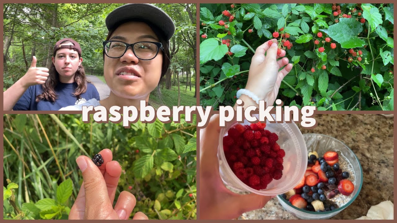 pick raspberries with me - YouTube