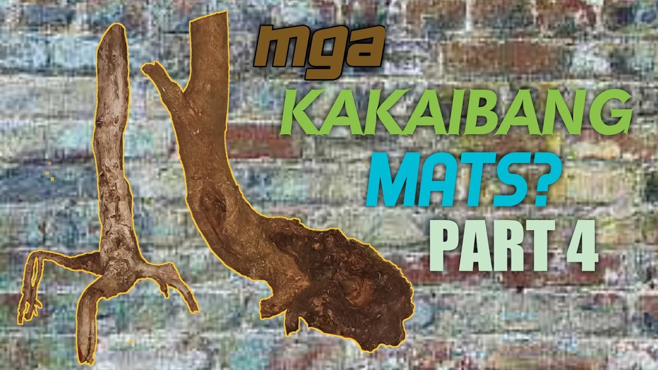 BINAYUYO/BONSAI FRUIT/AT BITUNGOL MGA KAKAIBANG MATS PART 4? - YouTube