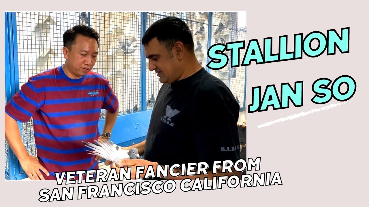 STALLION JAN SO - VETERAN FANCIER FROM SAN FRANCISCO CALIFORNIA USA ...