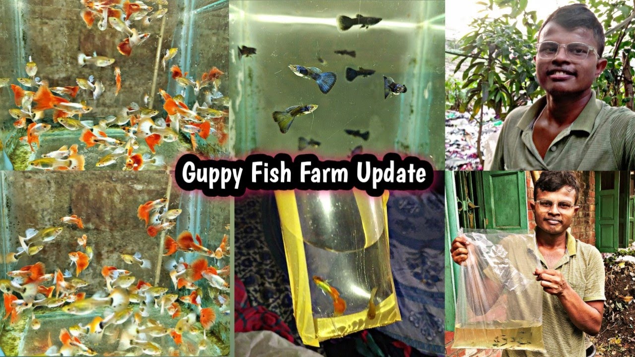 Exotic Guppies Farm Visit Kolkata|Hobbyists Fish Farm|Imported Guppy ...