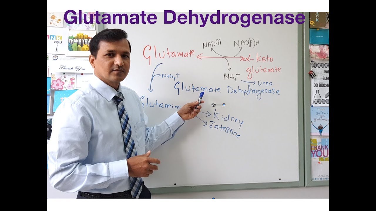 Glutamate Dehydrogenase Reaction (Oxidative Deamination of Glutamate ...