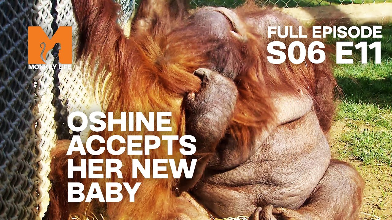 Oshine Gets Maternal | Season 6 Episode 11 | Full Episode | Monkey Life - YouTube