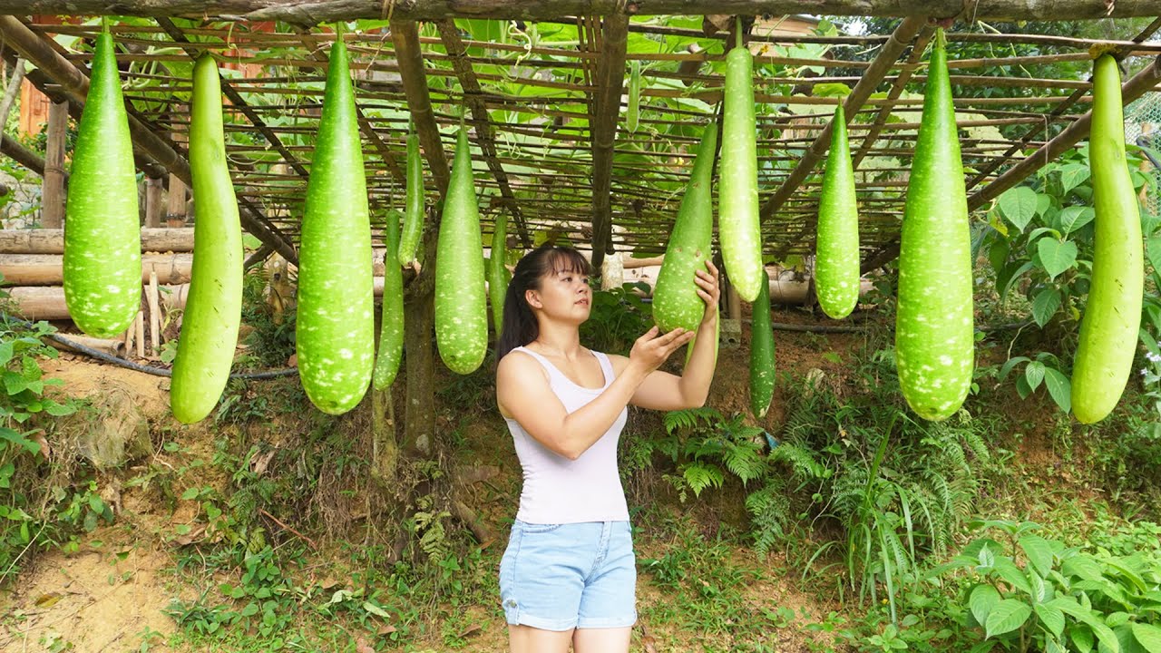 Harvesting Beans, Gourd and mini tomatoes Go To Market Sell || Phương ...