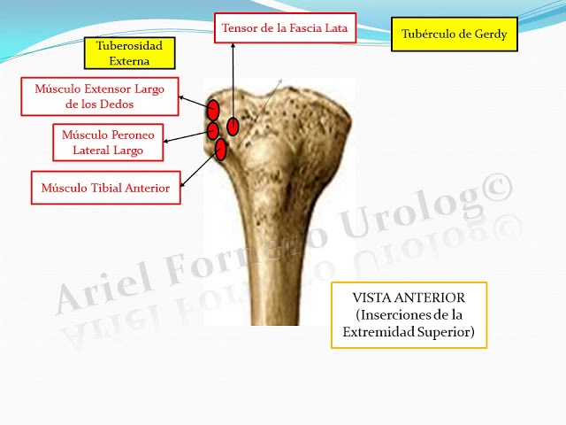 Huesos De La Anatomía De La Parte Inferior De La Pierna