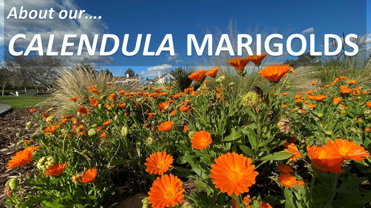 About our MARIGOLDS, Calendula officinalis. Identification, leaves ...