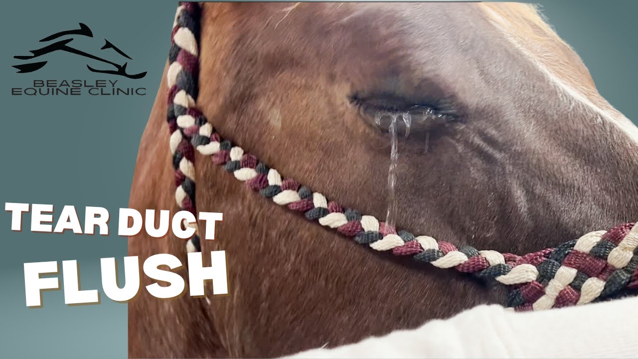 Flushing a Tear Duct on a horse! - YouTube