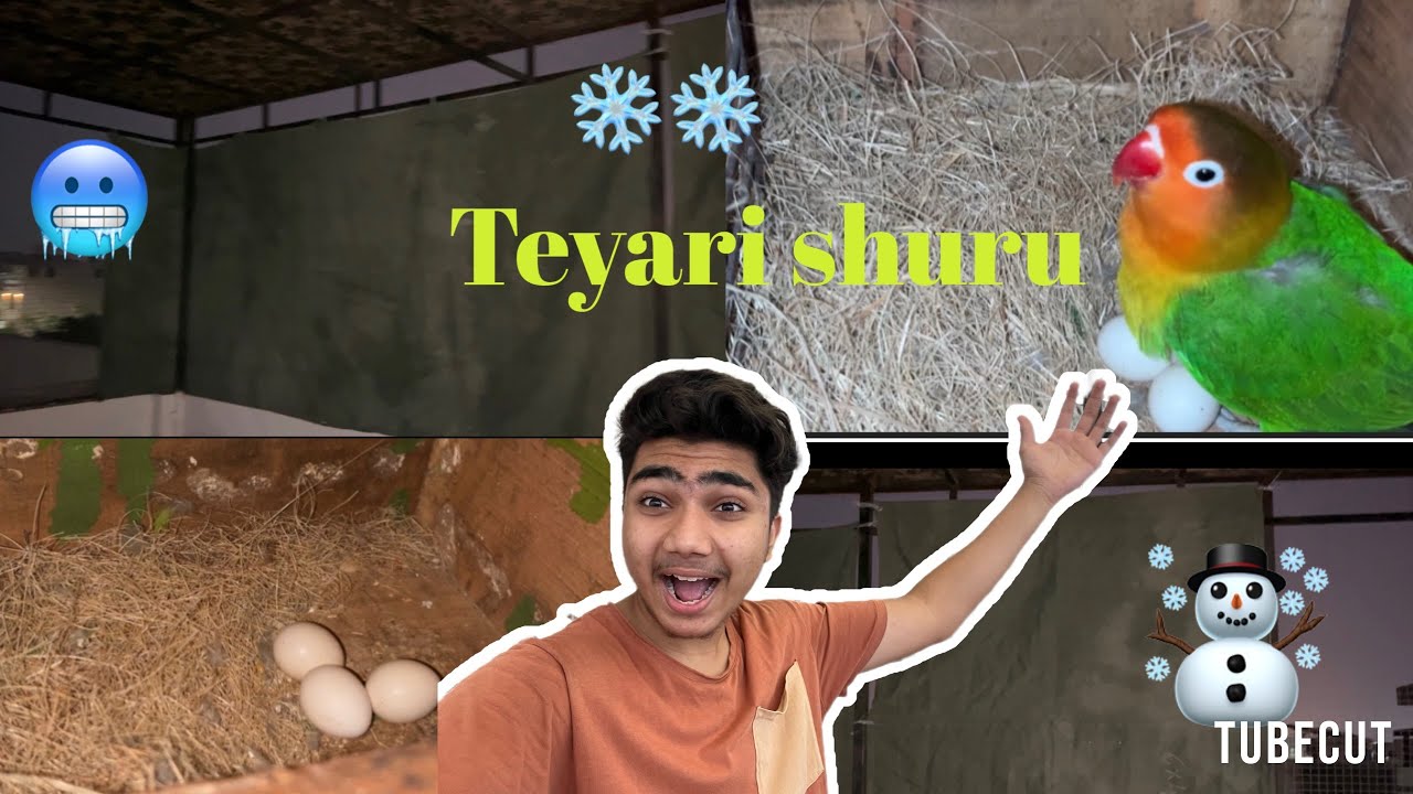 Sara Super Cage Cover Kardia | Love Birds Ne 2 Eggs Or Dedia - YouTube