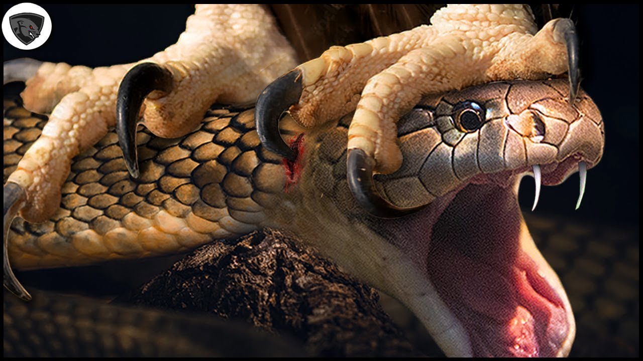 Eagle Uses His Skill To Defeat The Evil Snake - Documentary About White ...