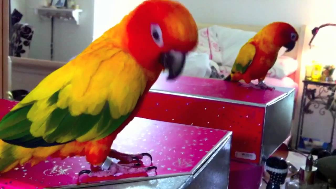 Sun Conure dances to "Bird Walk" - YouTube
