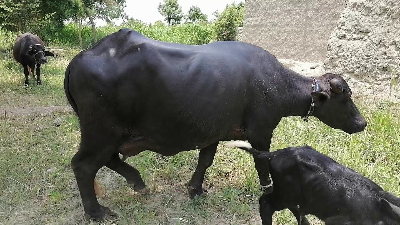 Buffalo for sale in punjab Pakistan on YouTube - YouTube