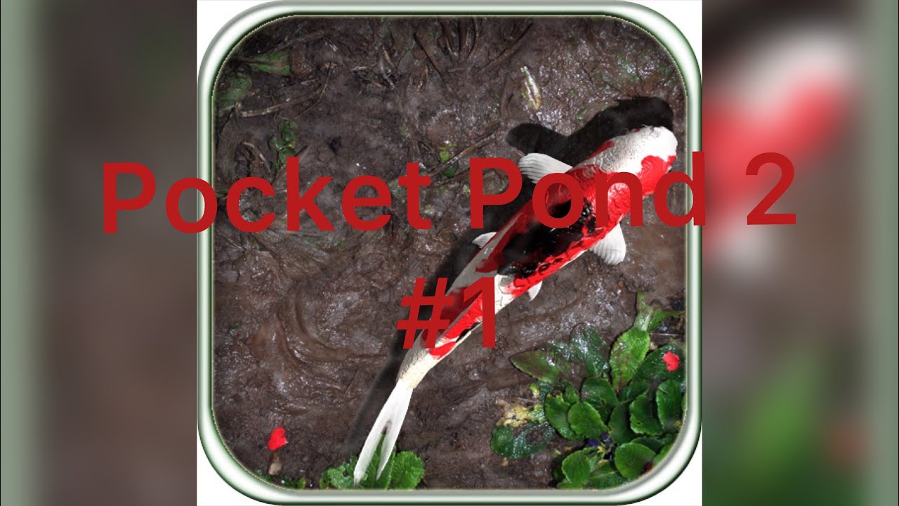 Pocket Pond 2 #1 Starting Off - YouTube