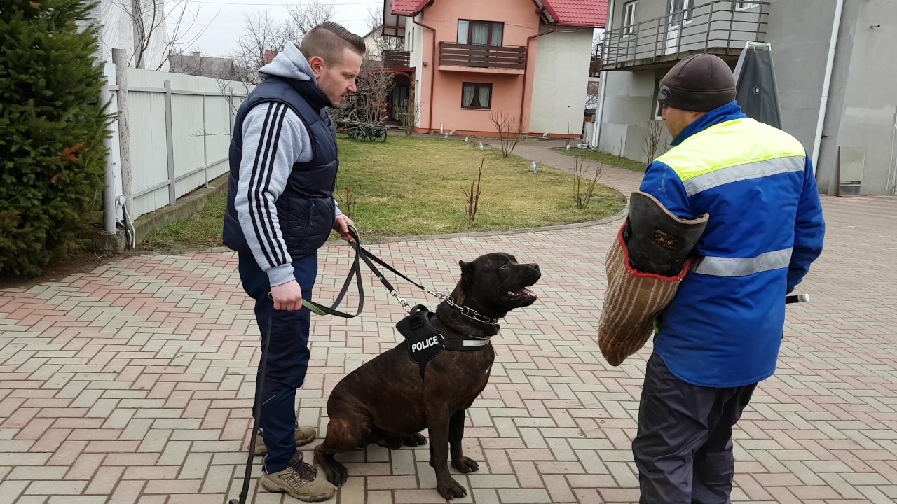 BOSS (Cane Corso) Training 2 - YouTube