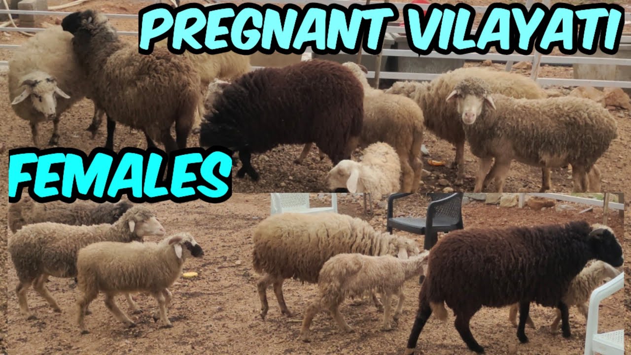 vilayati female sheep's available in United Indian farm shamshabad ...