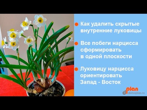 Нарциссы. Секреты новогодней луковицы - YouTube