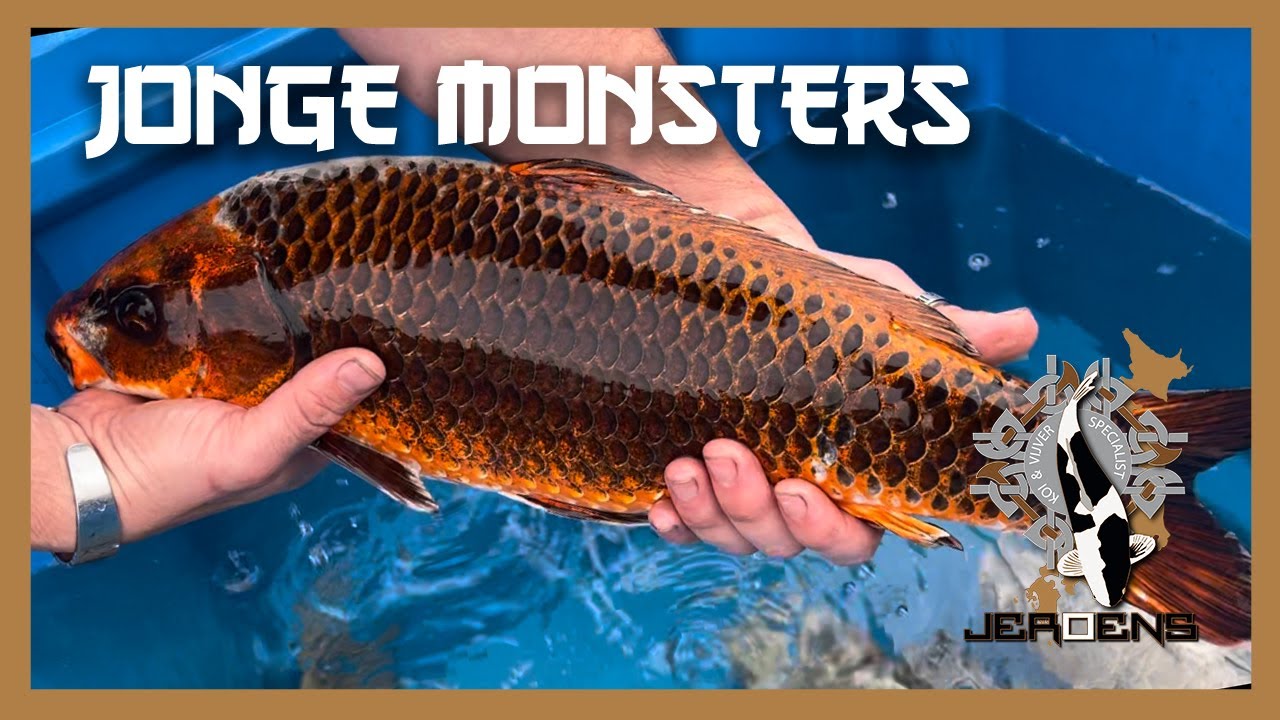 KOGANE OCHIBA EN MUKASHI OGON, JONGE MONSTERS IN ONTWIKKELING!! #727 ...