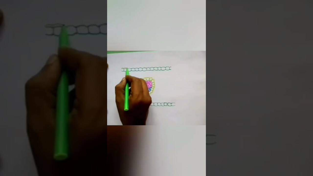 How to draw transverse section of leaf || Diagram of Cross Section of ...