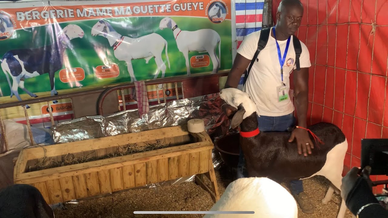 FOIRE BARGNY BERGERIE MAME MAGUETTE GUEYE - YouTube
