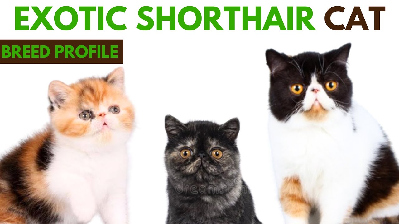 Exotic Shorthair Cat Breed Profile History - Price - Traits - Grooming ...