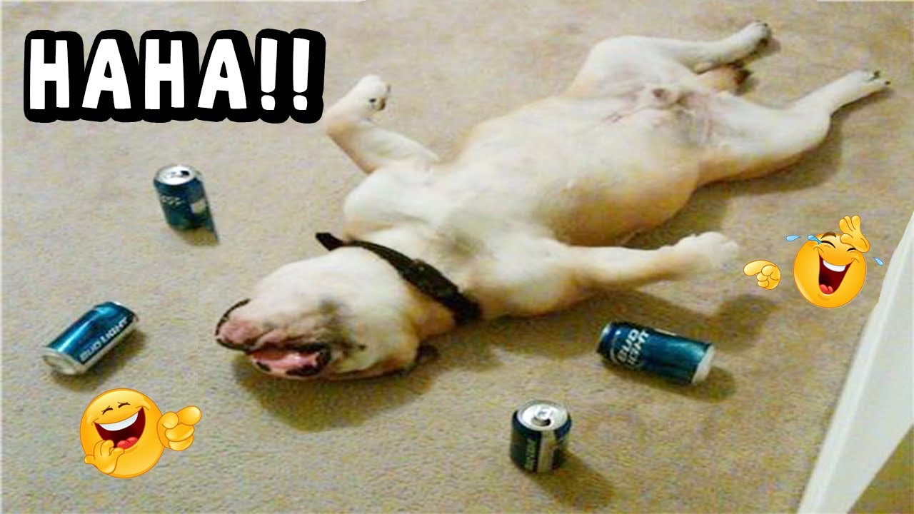 DOGS THAT WILL MAKE YOU LAUGH 🤣 – FUNNY DOG VIDEOS #25 - YouTube