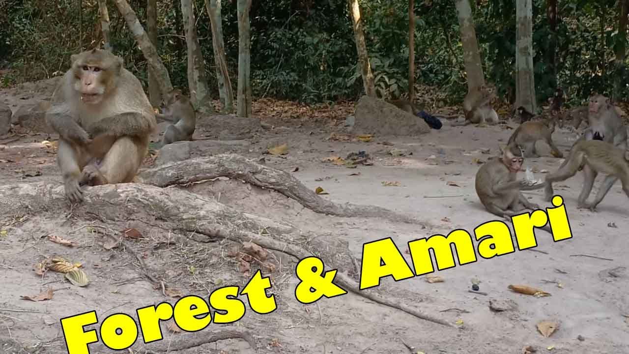 New Update! This Is The Forest Monkey Family That Stayed Close To Amari ...
