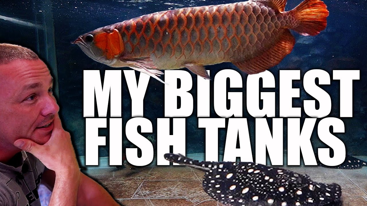 My biggest fish tanks - 2,000G and 700G aquarium PLUS POND update ...