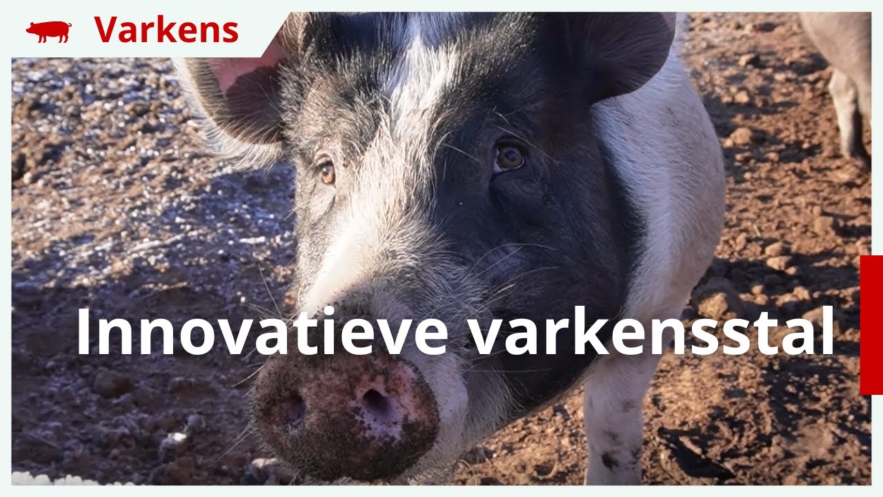 Toekomstboer Jeroen: 'Nieuwe innovatieve varkensstal voor welzijn big ...