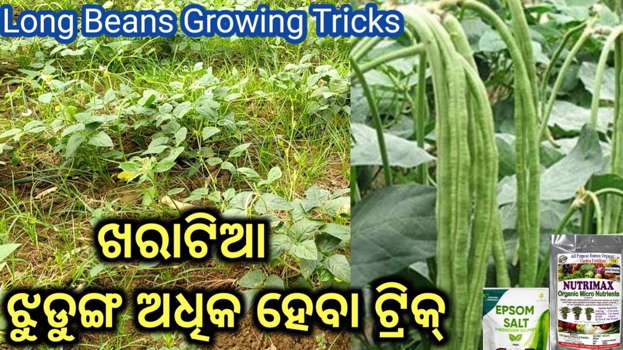 ଖରାଟିଆ ଝୁଡୁଙ୍ଗ ଅଧିକ ହେବା ଟ୍ରିକ୍//Summer Long Beans Growing Tricks ...
