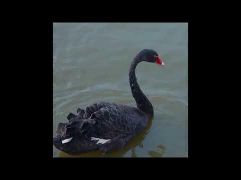 Unveiling the Anatomy of the Black Swan: Understanding Rare and ...