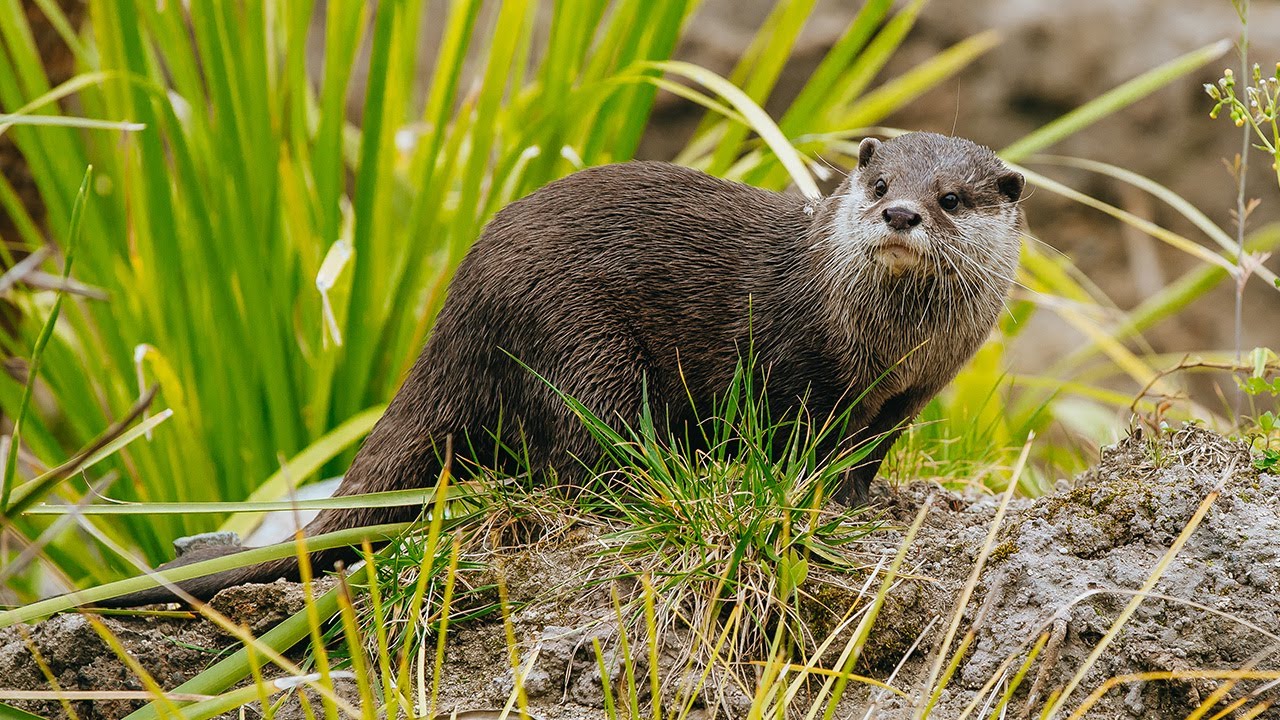 The Science of Animal Care - The Lowlands (Asian small-clawed otters ...