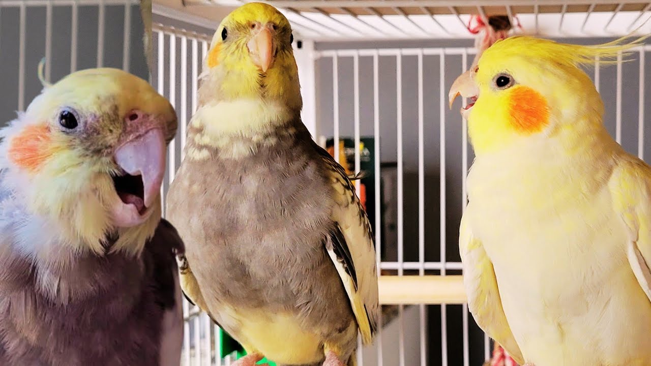 Cockatiel bird songs in nature. Cockatiel singing a lot. Cockatiel ...