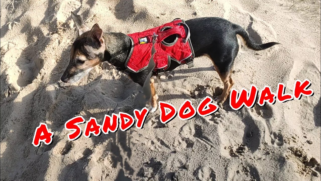Our Sandy Dog Walk Adventure 🐶 - YouTube