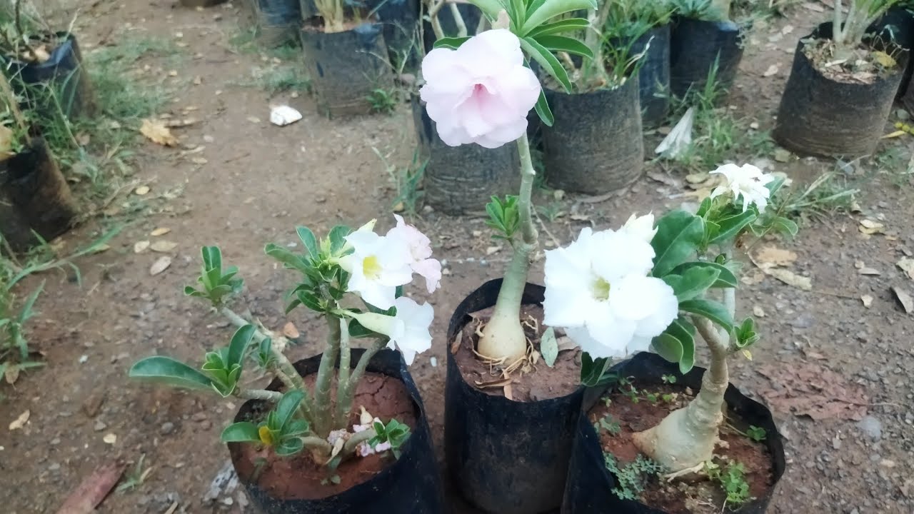 grafted adenium flower/mix adenium#plants#video - YouTube