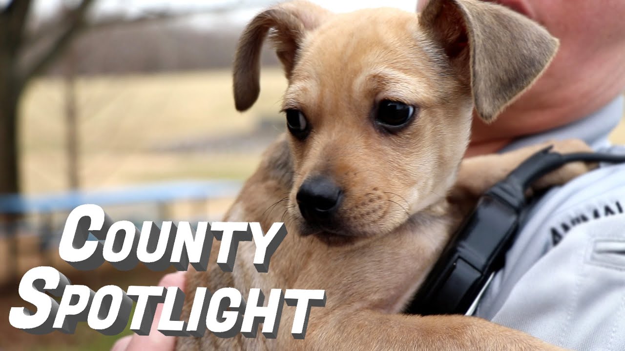County Spotlight: Missing Animals - YouTube