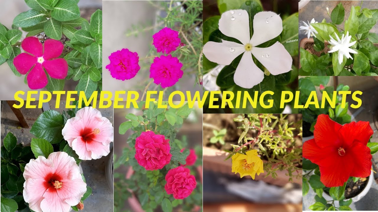 September flowering plants|Gardening Tips for September|Plants for ...