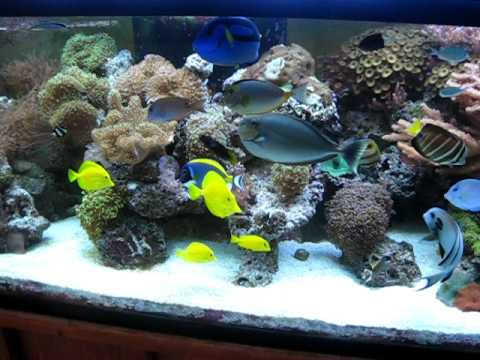 Marek's 180 gallon reef tank - YouTube