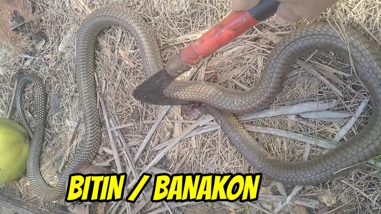 Duha ka Banakon Bitin Nakit'an sa Bulongan,Toledo - YouTube