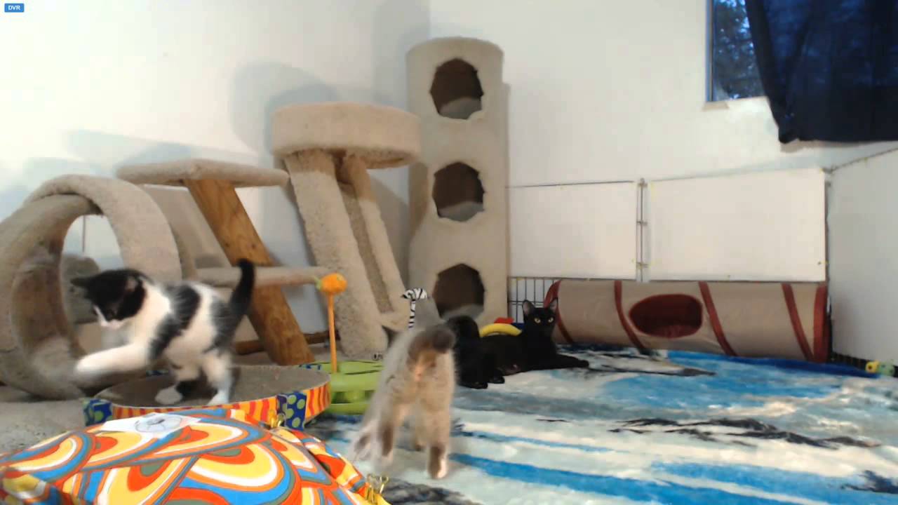 Hitchhiker's Kittens - Migrating the Catnoe - YouTube