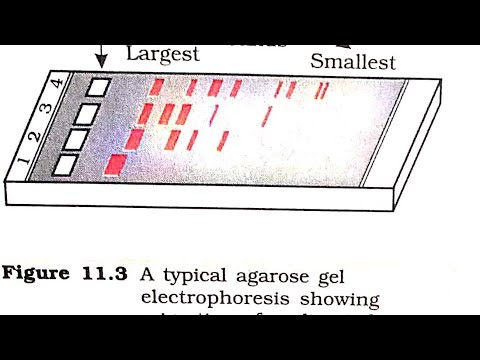 separation and isolation of DNA fragments / Agarose gel electrophoresis ...