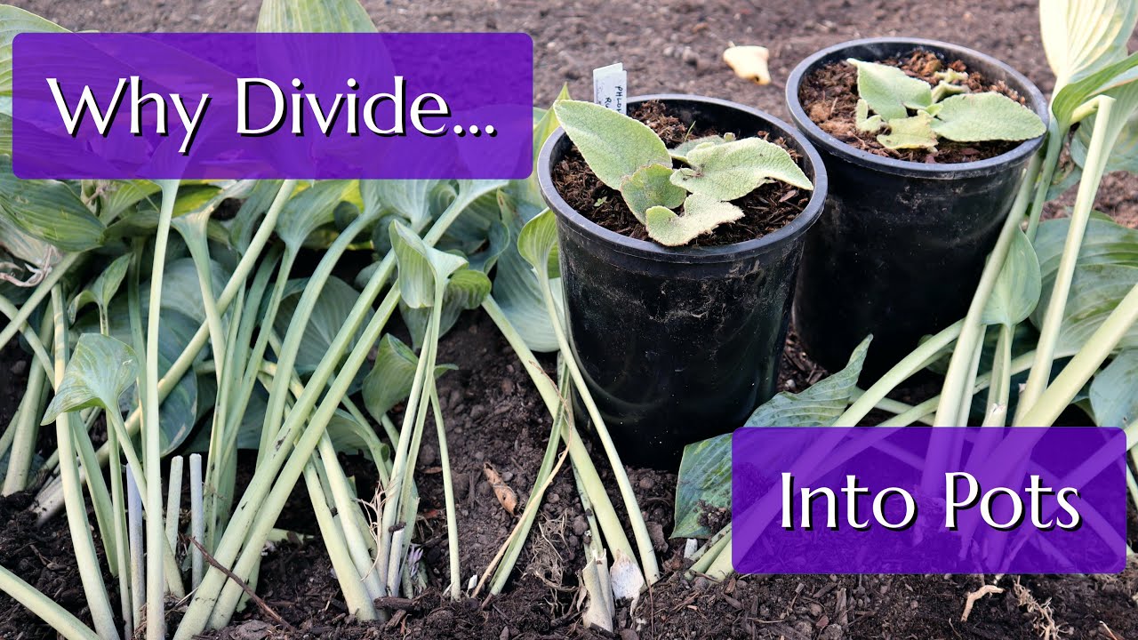 Why Divide Into Pots? - YouTube