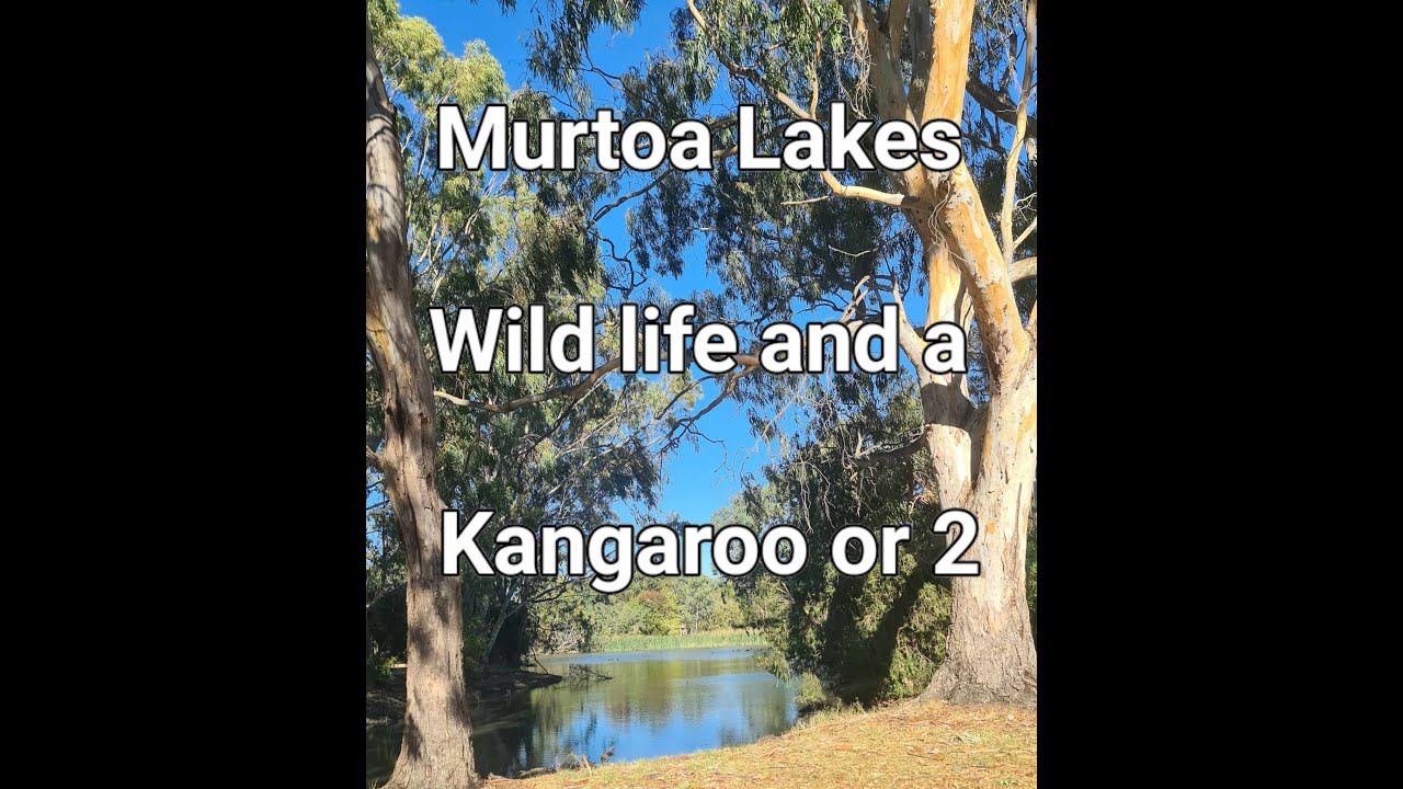 A kangaroo or 2! Fishing Murtoa lakes and surrounding area - YouTube