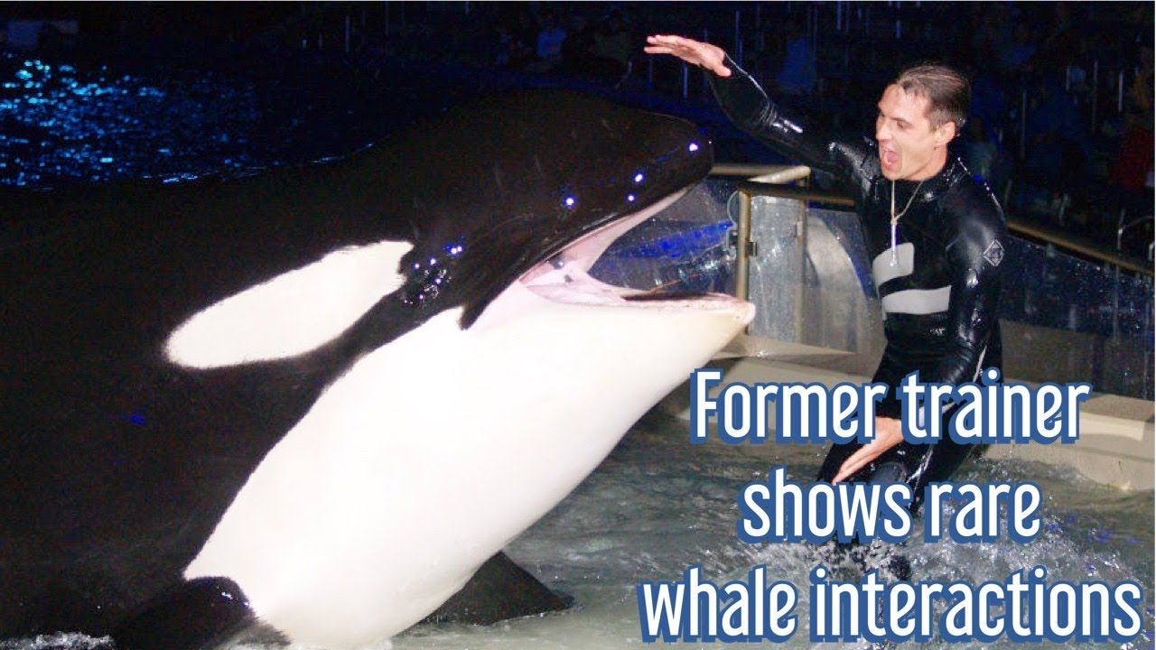 Former killer whale trainer shows rare whale interactions - YouTube