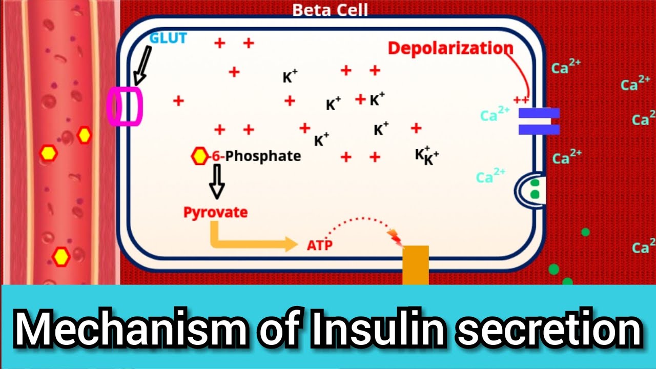 #insulin_mechanism of insulin secretion 3D - YouTube