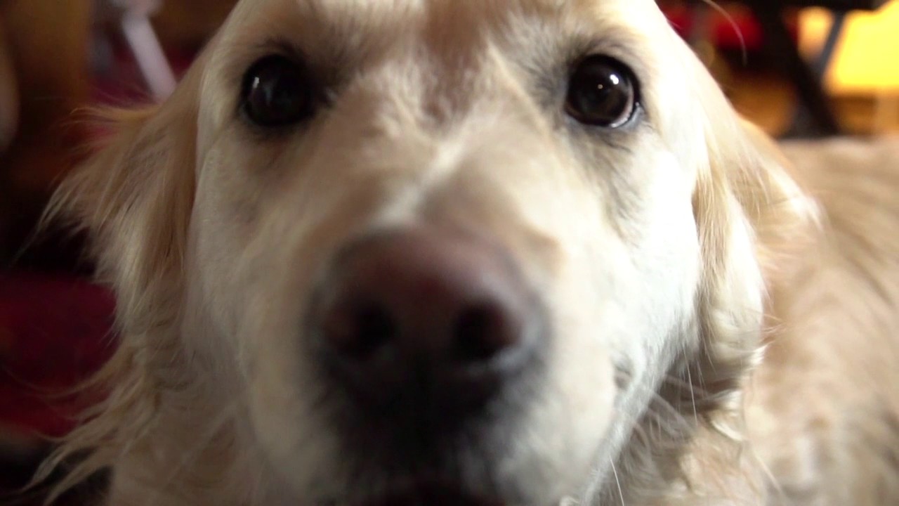 malko malka le maître du je - YouTube