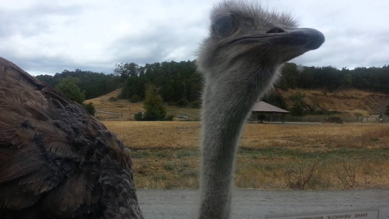 Ostrich Attack!! - YouTube